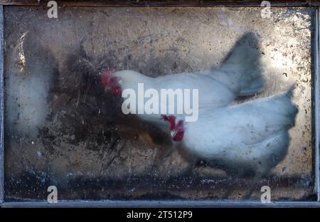Hens behind the dirty window of the chicken coop Stock Photo - Alamy