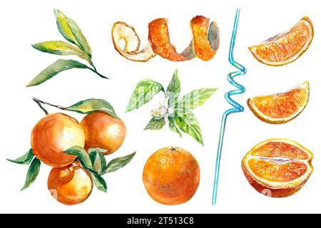 Orange fruit, zest, flower, juice straw, orange slices and leaves ...