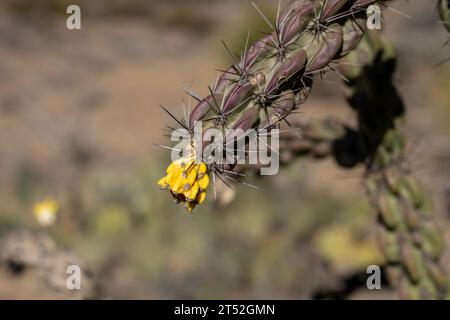New Growth On Chain Link Cactus Stock Photo - Alamy