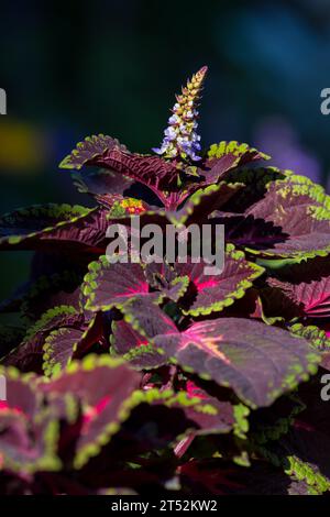 colorful Coleus .Plectranthus scutellarioides plant flowering Stock ...