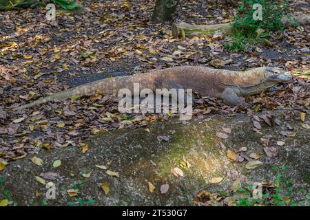 A Comodo Dragon Singapore Zoo Stock Photo - Alamy