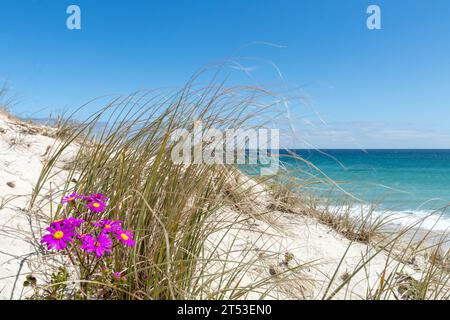 Purple Wildflowers by the Azure Shore: Serene Beachfront with Copyspace ...