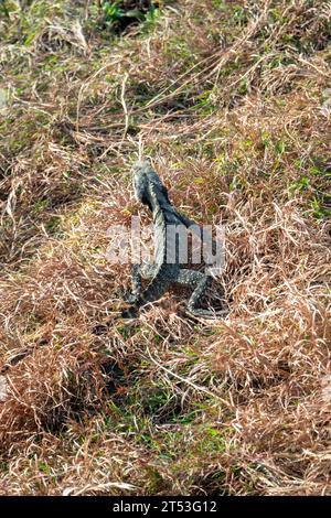 Water Dragon, Australian Lizard, running along the headland Stock Photo ...
