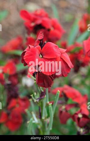 Red, Erysimum cheiri, Flower, Wallflower Stock Photo - Alamy