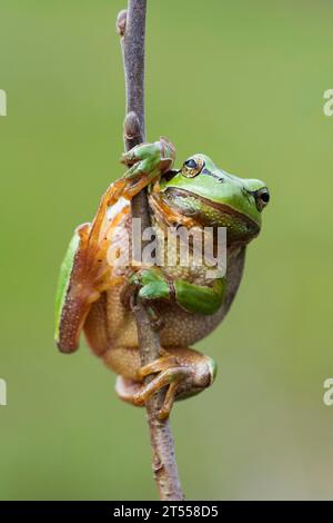 Tree Frog (Hyla sp.) looking into the camera on Sarracenia alata in ...