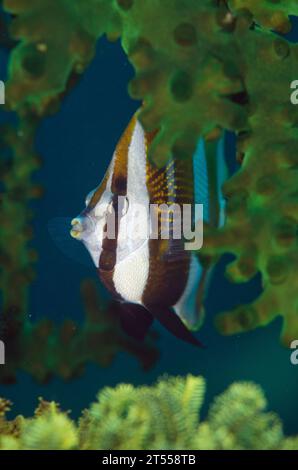 Two eyed coralfish Coradion melanopus Borneo Malaysia Stock Photo - Alamy