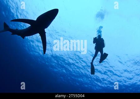 Blue Sharks of the Azores Islands Stock Photo - Alamy