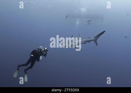 Blue Sharks of the Azores Islands Stock Photo - Alamy