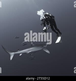 Blue Sharks of the Azores Islands Stock Photo - Alamy