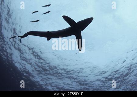 Blue Sharks of the Azores Islands Stock Photo - Alamy