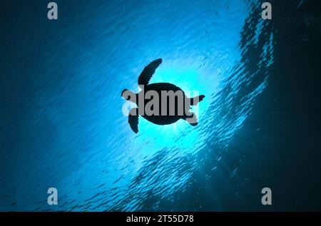 Blue Sharks of the Azores Islands Stock Photo - Alamy