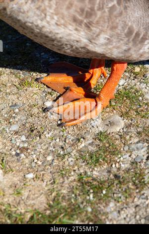 Beautiful duck with orange head, Common pochard female, Aythya ferina ...