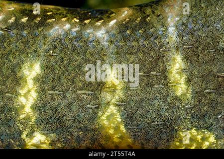 Argulus foliaceus, fish parasite, common fish louse, ventral view ...