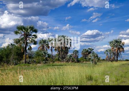 Makalani palms (Hyphaene petersiana) north of Grootfontein ...