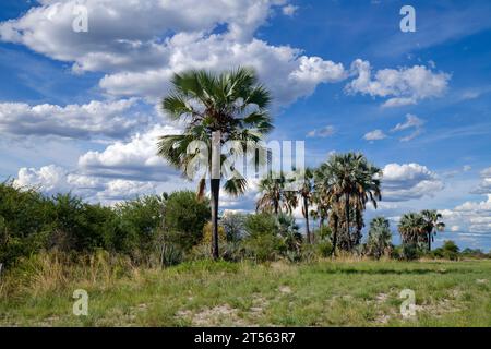 Makalani palms (Hyphaene petersiana) north of Grootfontein ...