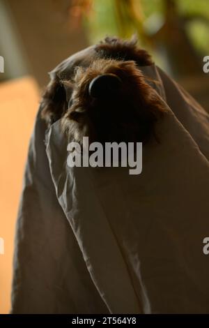 DOG - Dog, folklore, ghost, soul, spirit, dead, non-human, ghosts ...