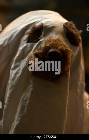 DOG - Dog, folklore, ghost, soul, spirit, dead, non-human, ghosts ...