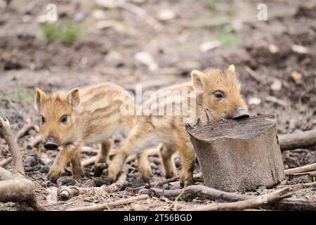 Wild boar (Sus scrofa) squeaker in a forest, Bavaria, Germany Europe ...