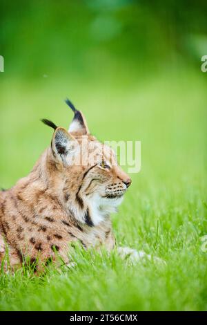 Eurasian lynx (Lynx lynx) lying in the grass under a tree, Wildpark ...