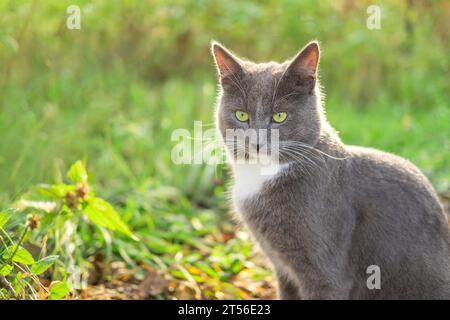 A young gray cat with a humorous pose on a green studio backdrop Stock ...