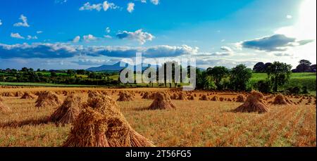 corn stooks in a field at Seaforde, Mountains of Mourne County Down ...
