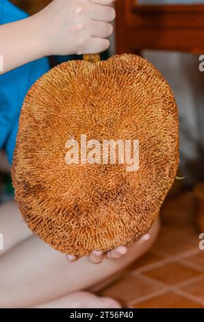 Close up of Tarap fruit of Borneo Malaysia. Asian fruit concept Stock ...