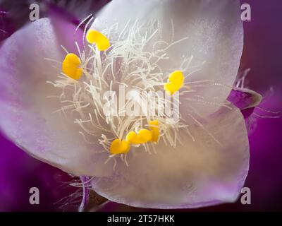 Tradescantia Nanouk Flower head Stock Photo - Alamy