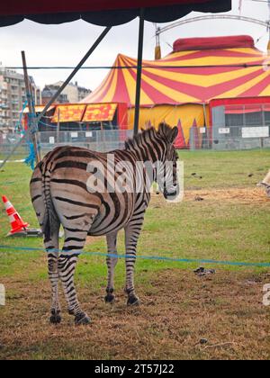 A circus in Dieppe, France Stock Photo - Alamy