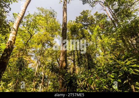 Trees in Kakamega Forest Reserve, Kenya Stock Photo - Alamy