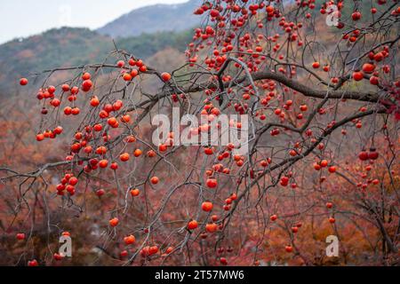 Ripe orange Korean persimmons on the tree againt the blue sky in autumn ...