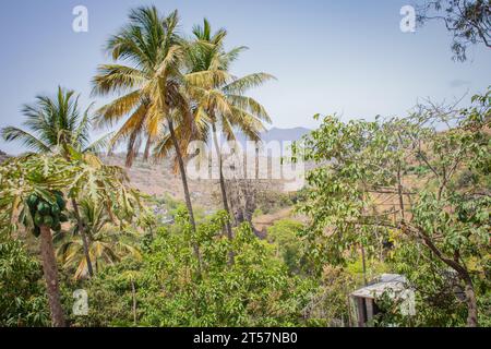 papaya palm trees and shrubs in a mountain valley on Santiago, Cape ...
