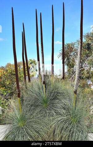 Grass tree (Xanthorrhoea glauca) is an arborescent plant native to ...