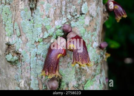 Mexican calabash (Crescentia alata) is an evergreen tree native to ...