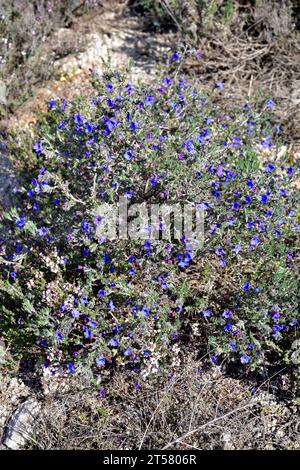 Lithodora fruticosa, the shrubby gromwell Stock Photo - Alamy