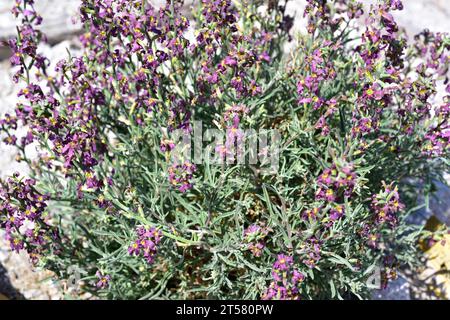 Alheli de campo (Matthiola fruticulosa) is a perennial herb native to ...