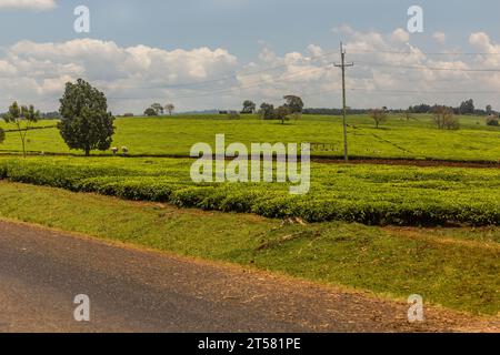 Tea plantations near Kericho town, Kenya Stock Photo - Alamy