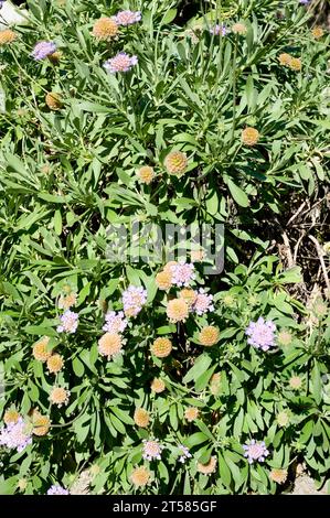 Scabiosa cretica or Lomelosia cretica is a perennial plant native to ...