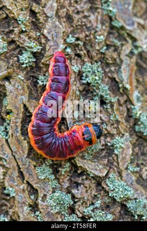 Goat moth (Cossus cossus), Belgium Stock Photo - Alamy
