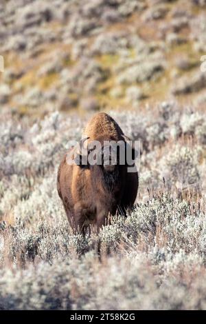 A bison bellowing in Yellowstone National Park is captured in this ...