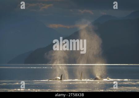 Peaceful early morning with Biggs Killer Whales (Orcinus orca) in ...