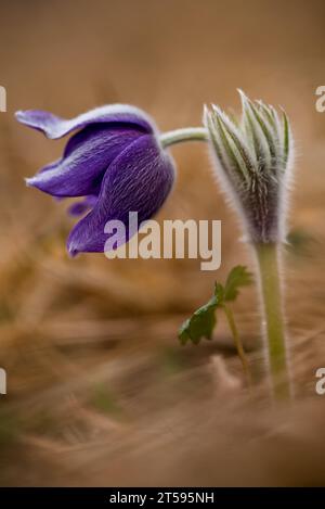 The Pasque Flower, a vibrant spring bloom, is found in several U.S ...