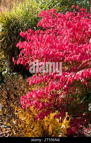 Euonymus alatus Compactus Burning bush if full autumn colour Compact ...