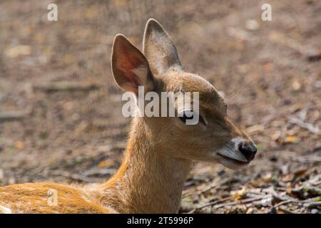 Persian fallow deer fawn, its scientific name is Dama mesopotamica ...