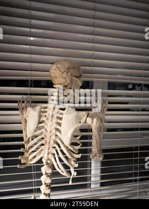 Skeleton Looking Out Window Stock Photo - Alamy