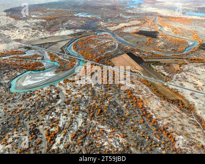 Autumn scenery of the populus euphratica forest in Ejin Banner of Alxa ...