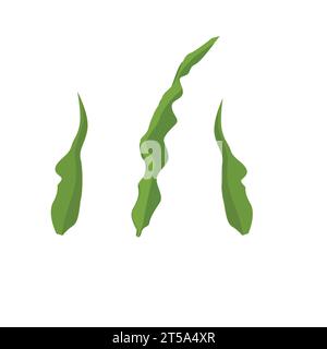 Abstract Seaweed Shape Aesthetic Element Vector Illustration Stock ...