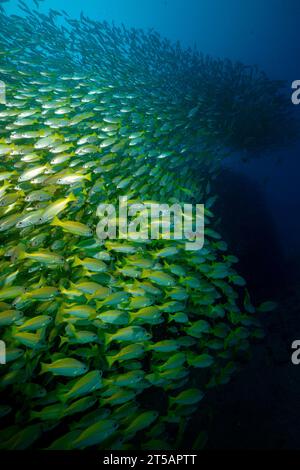 scubadiving Indian Ocean Nosy Be Madagascar Stock Photo - Alamy