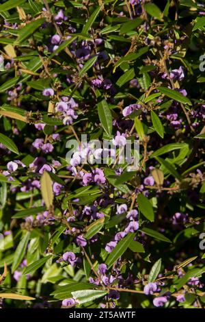 australian native flowers in the bush in spring. beautiful flowers ...