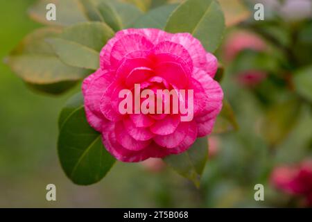 Middlemist Camelia-The rare plant, brought to Britain from China ...