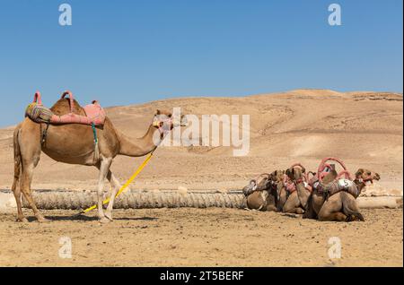 Domesticated camels in the desert of Israel ready for tourists tour ...